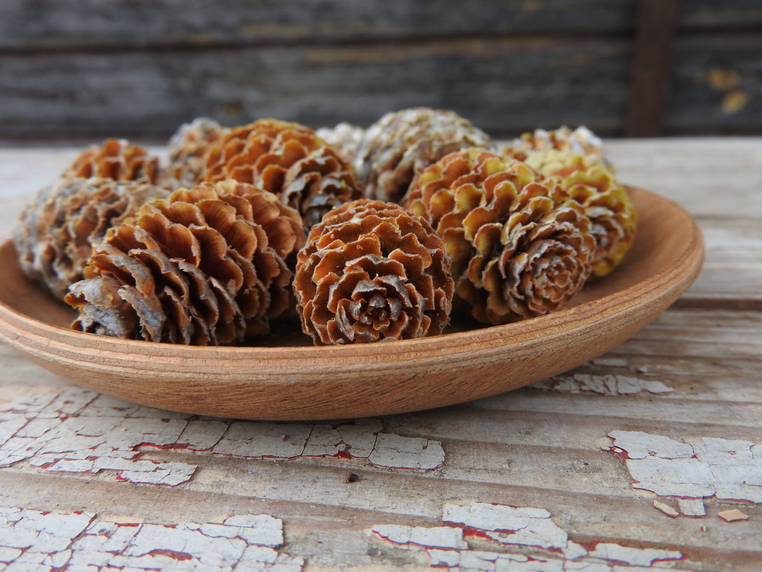 Boglárka Szárazvirág - Meridianum - natúr